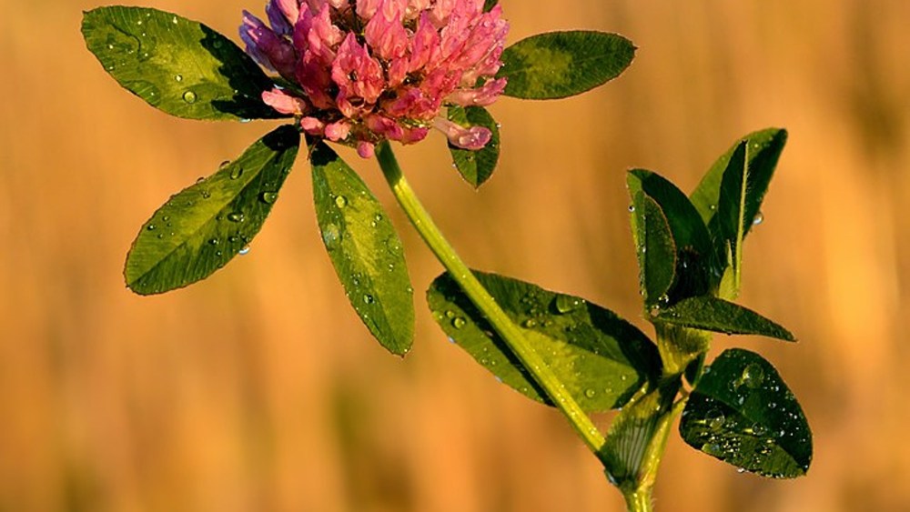 Réti here - BASF Mezőgazdasági Megoldások Magyarország