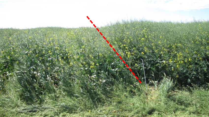 2015 - Caramba® Turbo - repceregulátor és gombaölő szer egyben - BASF ...