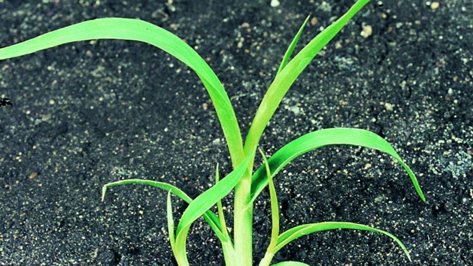 Fakó muhar - Setaria helvola