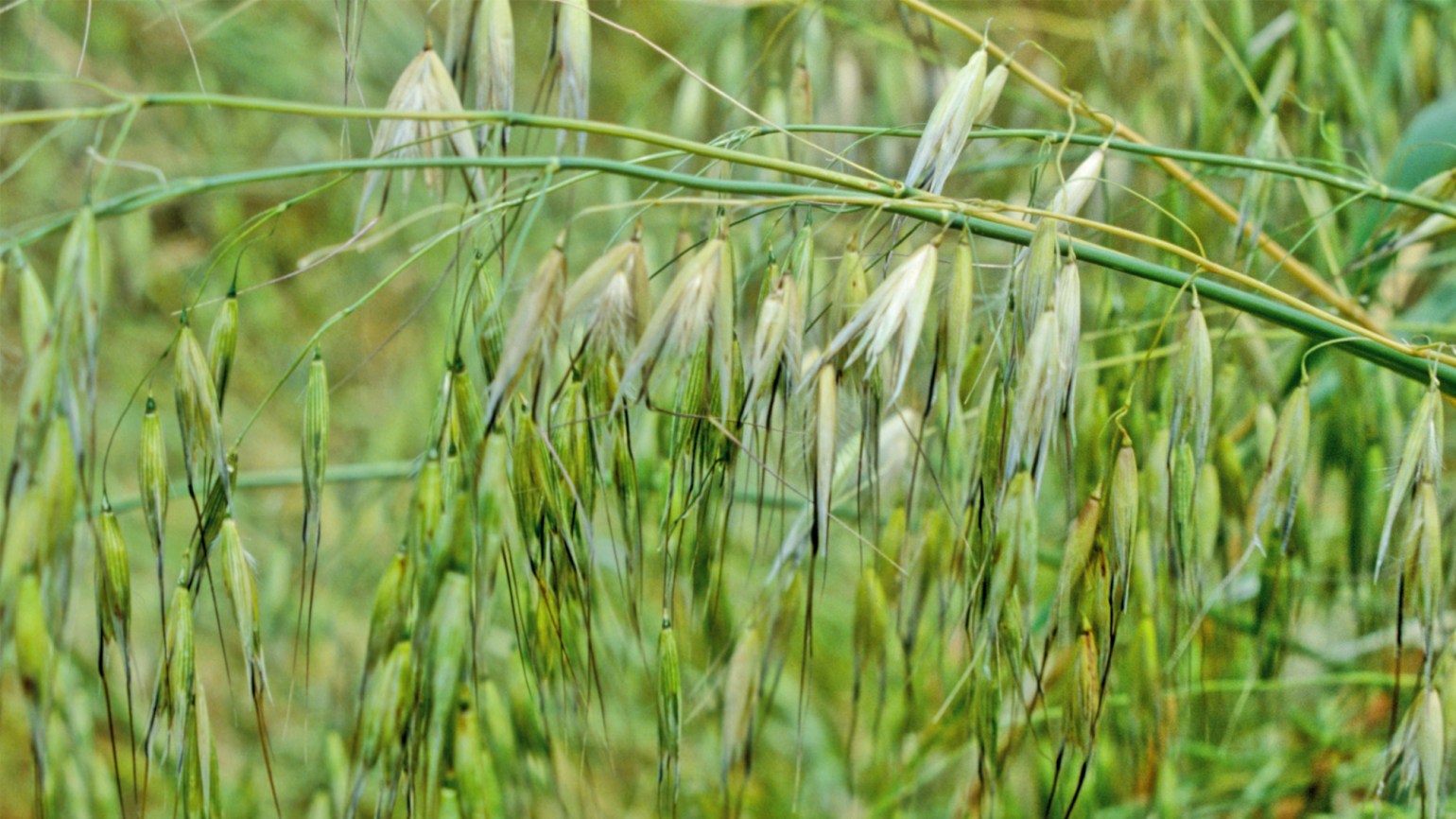 Zab - BASF Mezőgazdasági Megoldások Magyarország