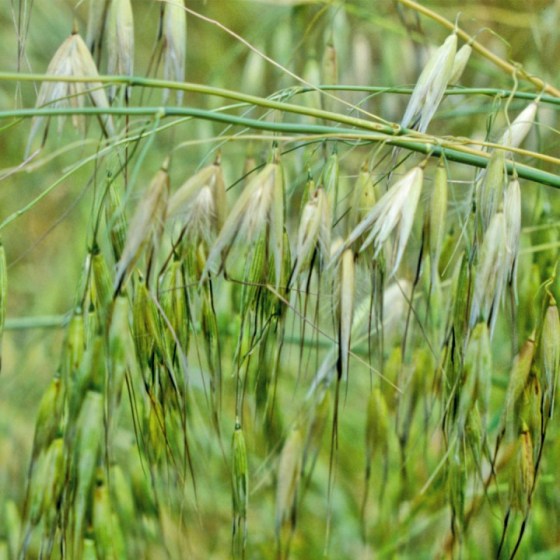 Őszi zab - BASF Mezőgazdasági Megoldások Magyarország