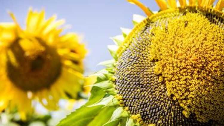 BASF Mezőgazdasági Megoldások Magyarország