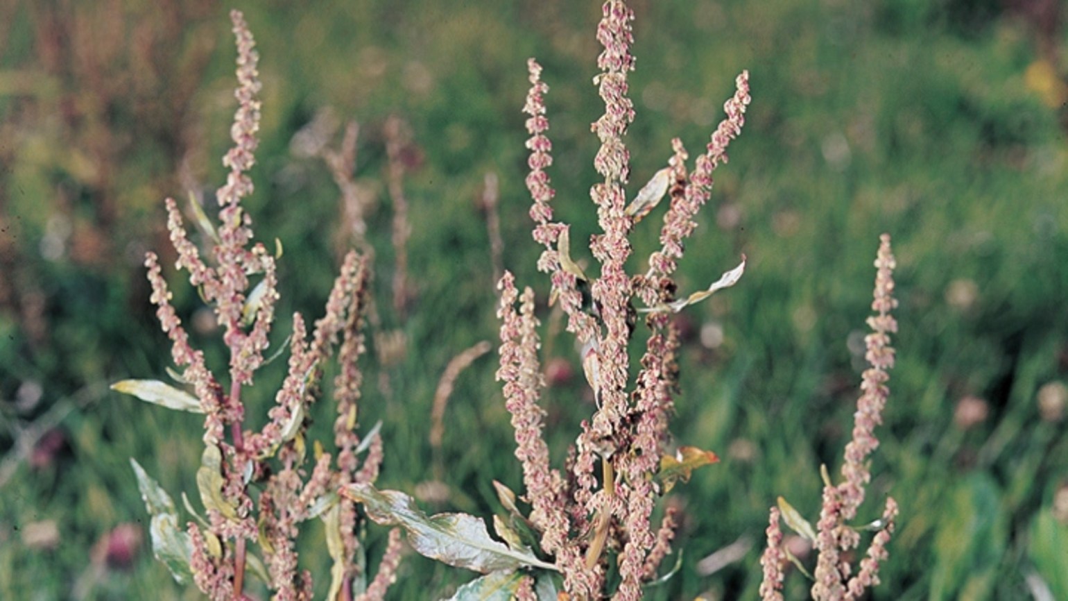 Fodrós lórom - BASF Mezőgazdasági Megoldások Magyarország